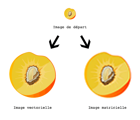 Images matricielles X vectorielles : qui utiliser pour vos créations ...